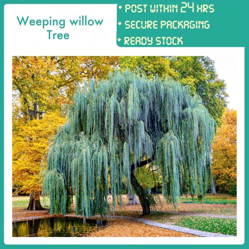 PBN - anak pokok weeping willow - pokok bunga nursery salix babylonica ...