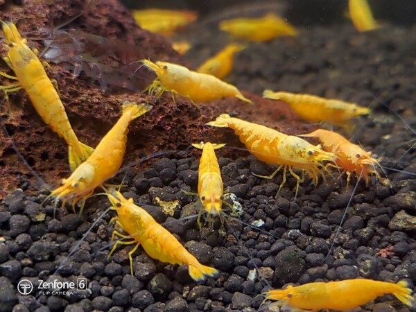 Golden Sand Shrimp Neocaridina shrimp x 5 pcs by [3k Aquatic] | Lazada