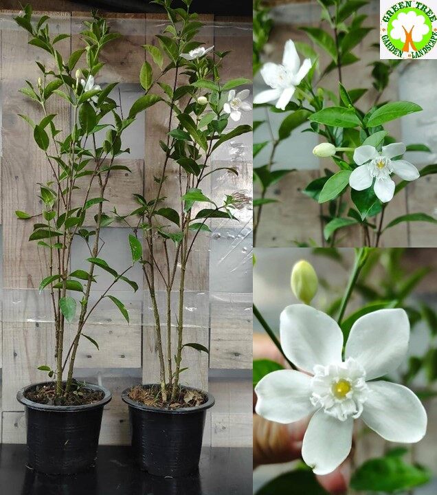 Live Plant: Melur Batu / Pokok Bunga Melur Siam / Jasmine Sambal Thai ...
