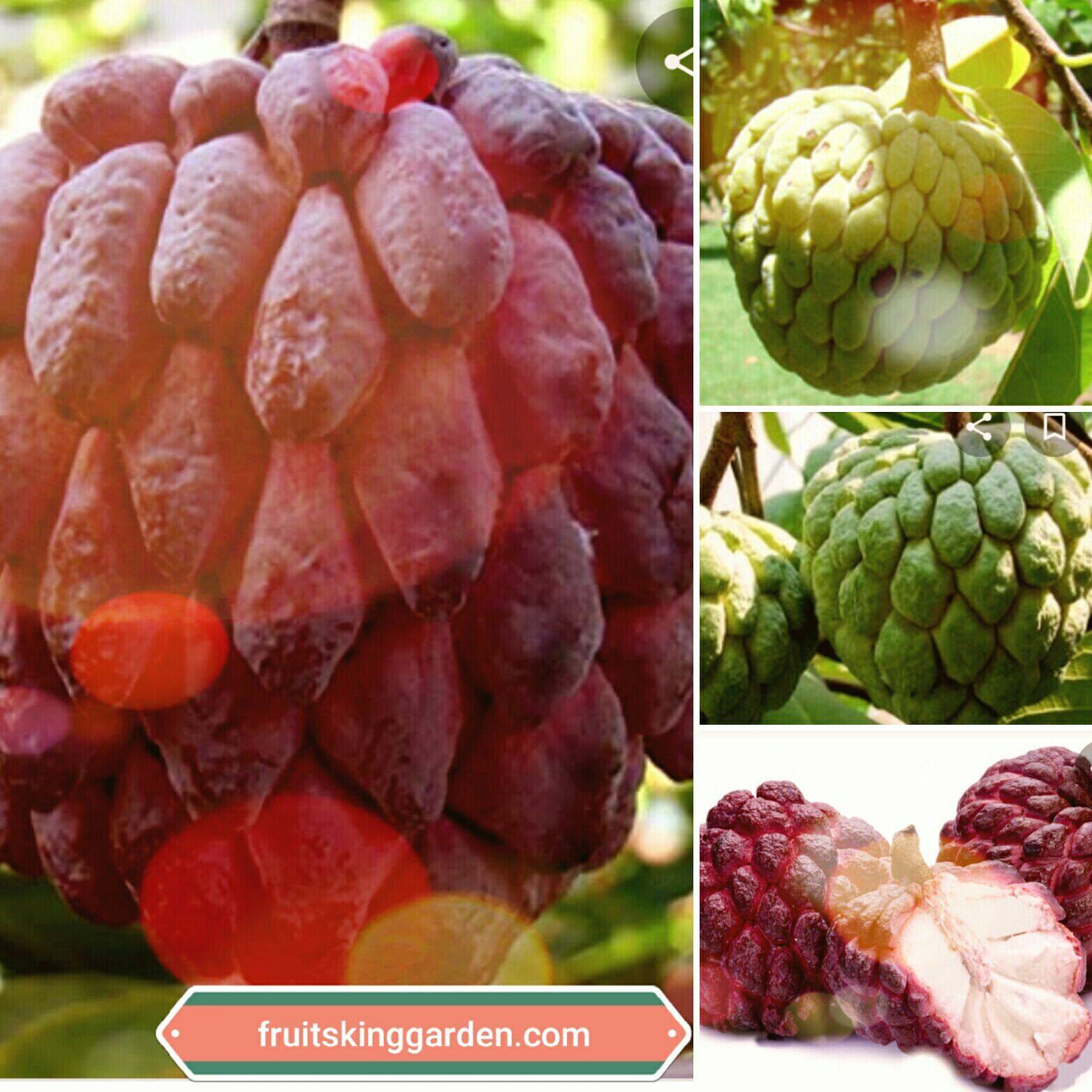 ANAK POKOK NONA MEGA MERAH HYBRID VIETNAM 3 Feet Tall ++ [WEST MALAYSIA ...