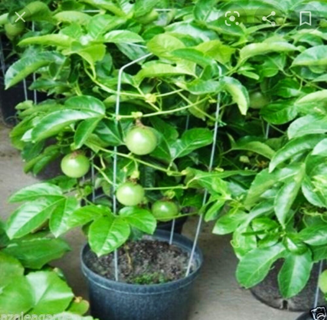 READY STOCK ANAK POKOK MARKISA WARNA UNGGU YG BESAR, WANGI DAN SEDAP ...