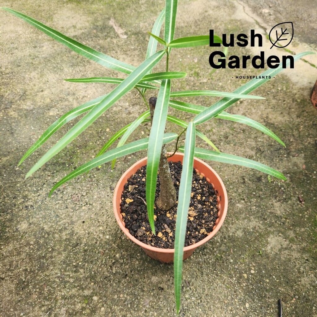 Queensland Bottle Tree / Brachychiton Rupestris / 瓶树 150mm Pot Outdoor ...