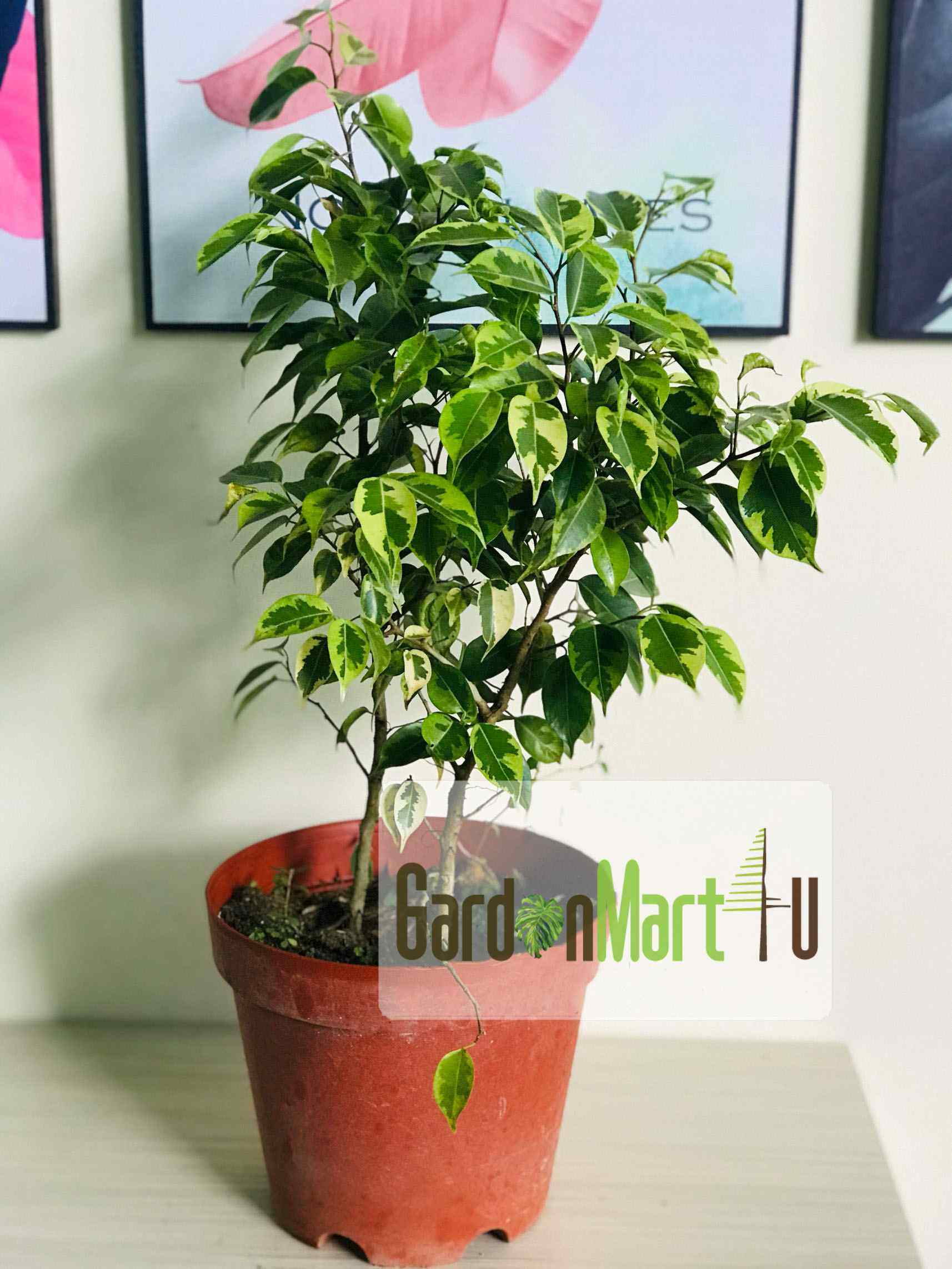 GardenMart4U Ficus Benjamina Variegated Live Plant Pokok Jawi Batik ...