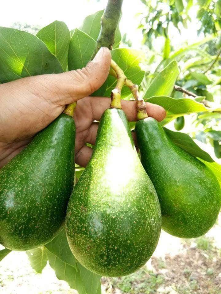 Pokok Avocado Hybrid | Lazada