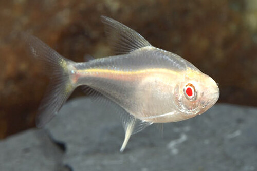 Albino Lemon Tetra/Live Fish /Tetra /Freshwater /Small Tropical Fish ...