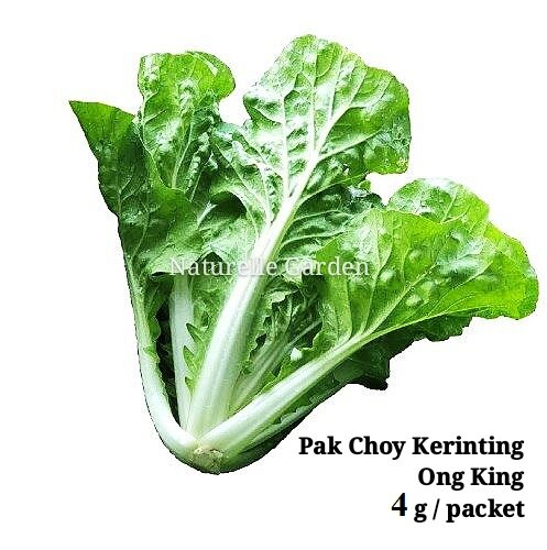 Benih Sayur Pak Choy Kerinting Ong King Seed Benih Sayur Vegetable Seed ...