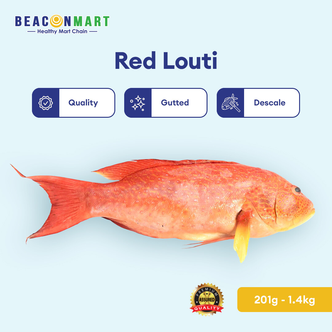 [Beacon Mart] Whole Fish Fresh Frozen Caught Red Louti Grouper | Sabah ...