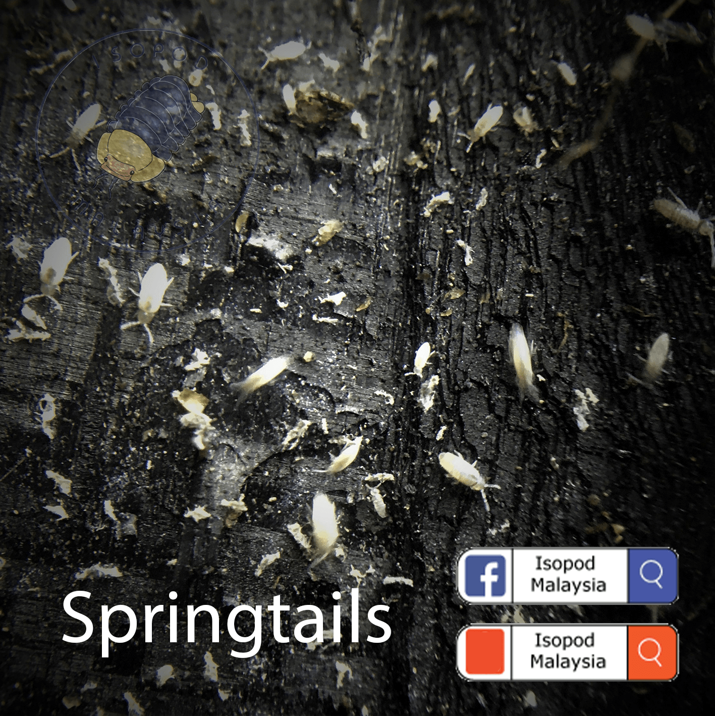 Springtails #Bioactive terrarium / Vivarium / Paludarium | Lazada