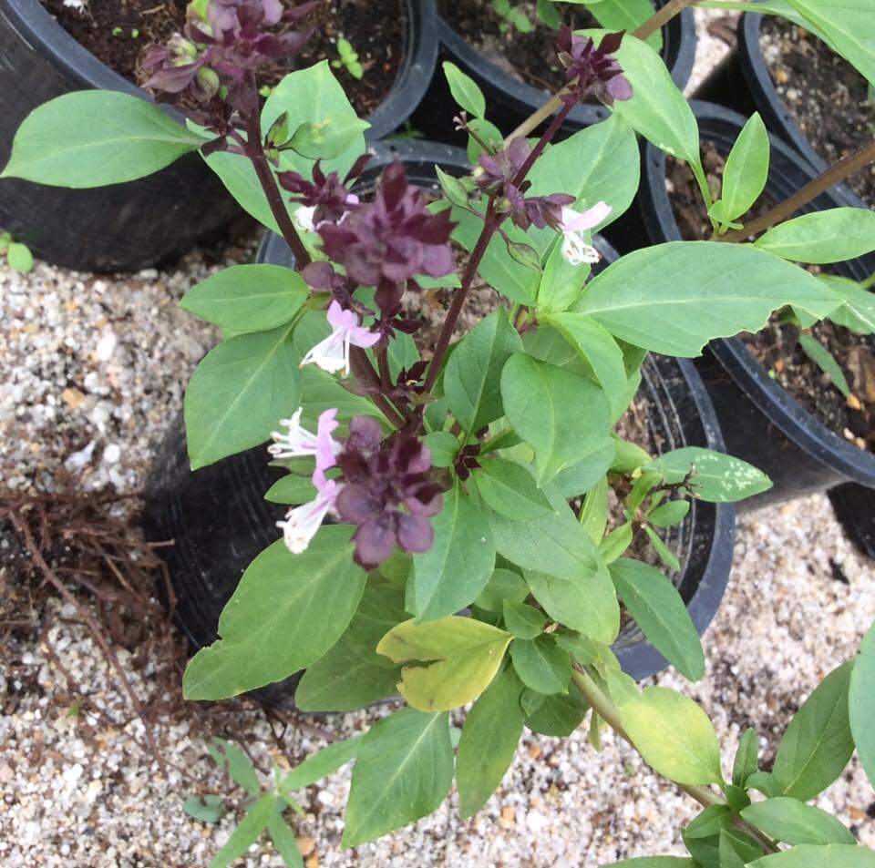 MM- Thai Basil Plant / Pokok Selasih Thai | Lazada