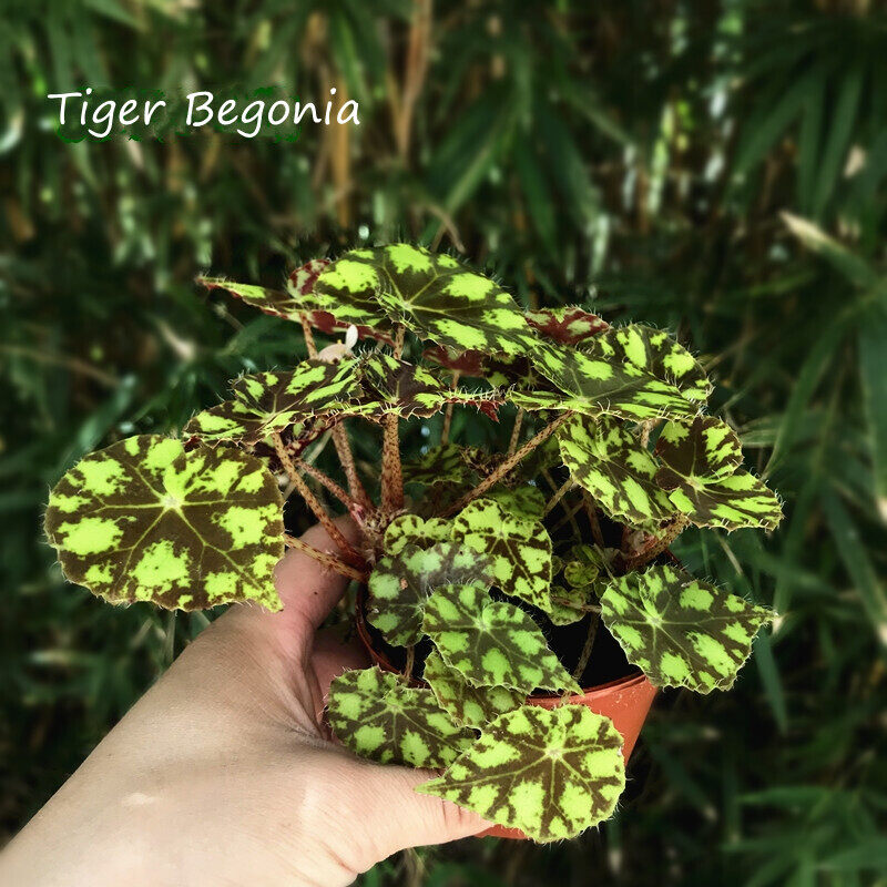 100PCS Begonia Seeds / Hosta Plantaginea Seeds Color Snail Begonia ...