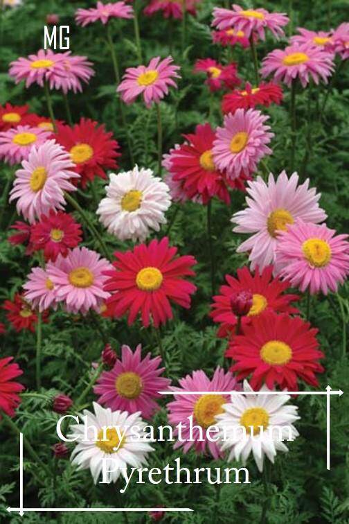 Chrysanthemum Pyrethrum seeds - 120 Seed 除虫菊/驱蚊菊 Tanam Pasu, Halau ...
