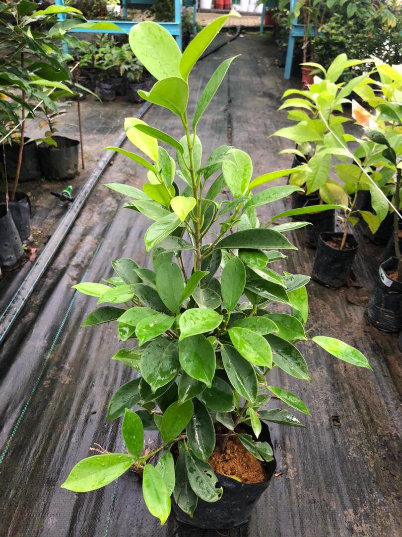 MDC- Golden Ficus / Ficus Retusa live plant sapling / anak pokok sesuai ...