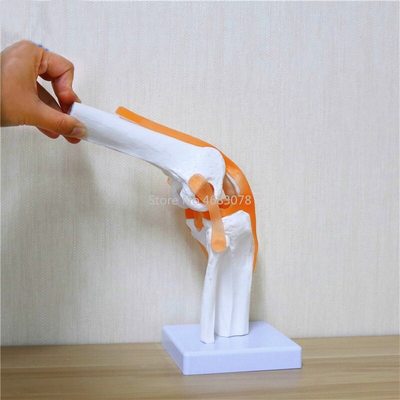 HumanSkeleton Knee Joint Anatomy Models Skeleton Model with Ligaments ...