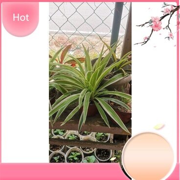 Spider Plants Chlorophytum Comosum Air Purifying Plant Indoor Plants ...