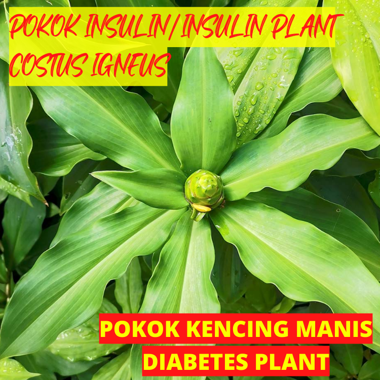 Insulin Plant / Pokok Insulin / Kencing Manis / Diabetes (Costus Igneus ...