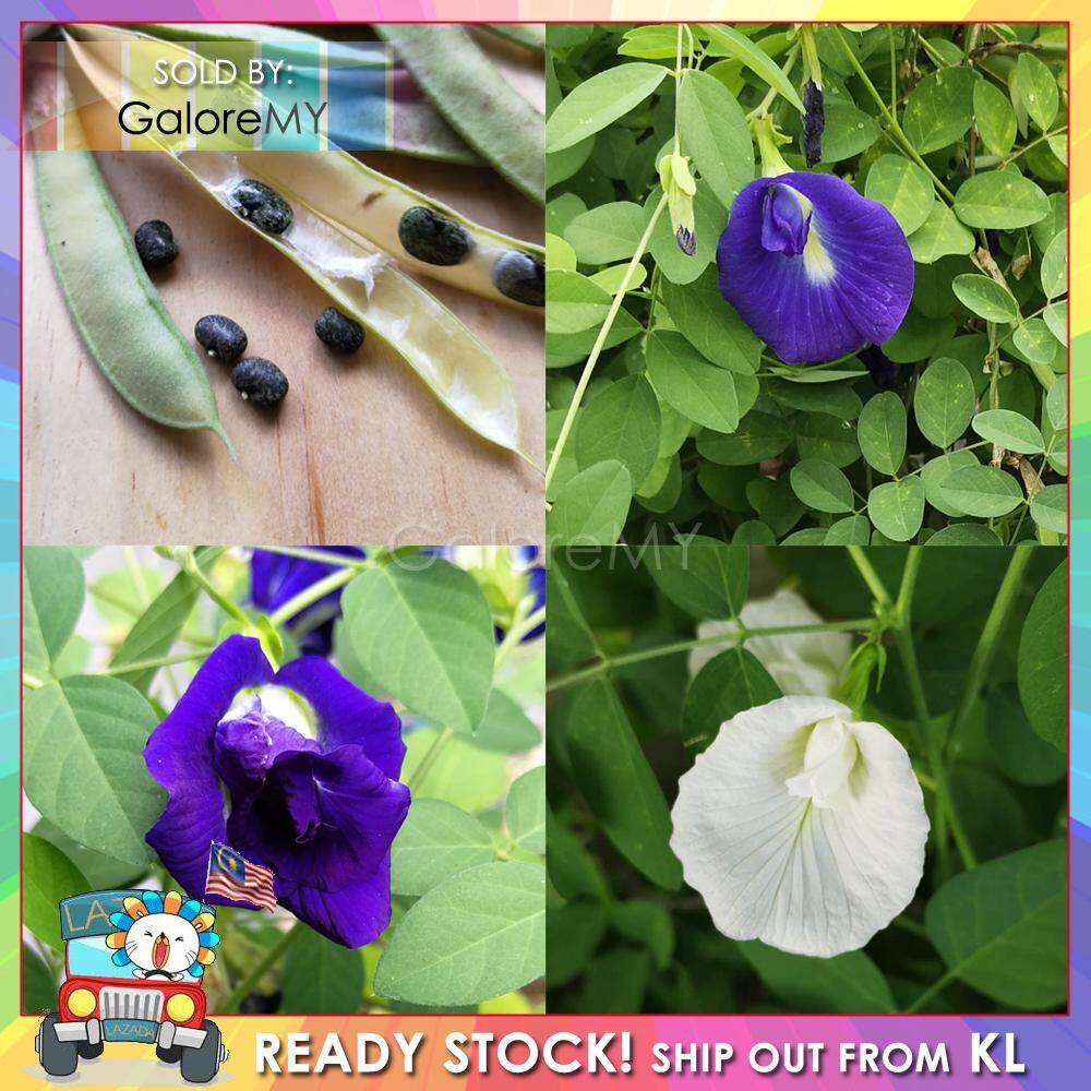 Butterfly Pea Flower Seed Blue Pea Vine Seeds Clitoria Ternatea Seeds ...