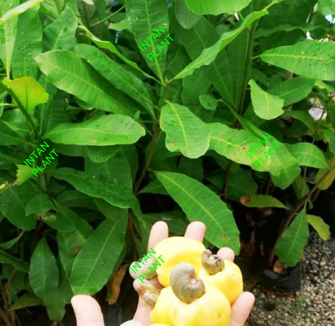 [ REAL LIVE ] ANAK POKOK BUAH KETEREH ATAU JANGGUS / CASHEW NUT PLANT ...