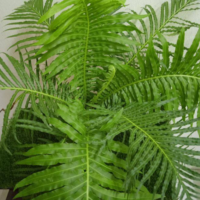 Blechnum Silver Lady Fern / Oceaniopteris Gibba / Anak Pokok Paku Pakis ...