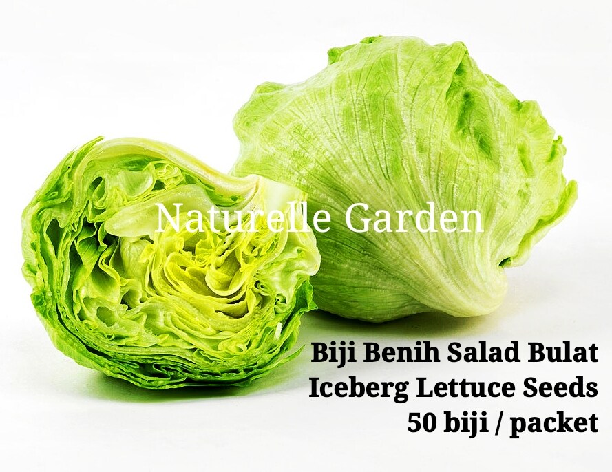 Biji Benih Salad Bulat Iceberg Lettuce Seed Benih Sayur Vegetable Seed ...