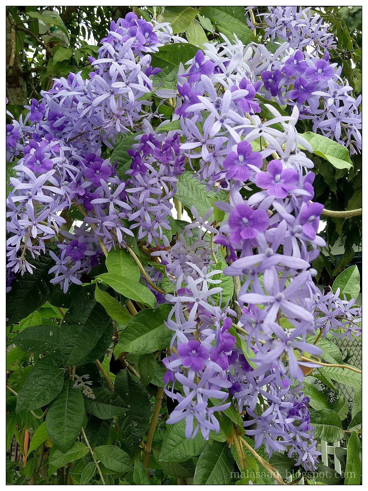 Sand Paper Vine Sapling / Cynanchum Laeve / Anak Pokok Sand Vine Paper ...