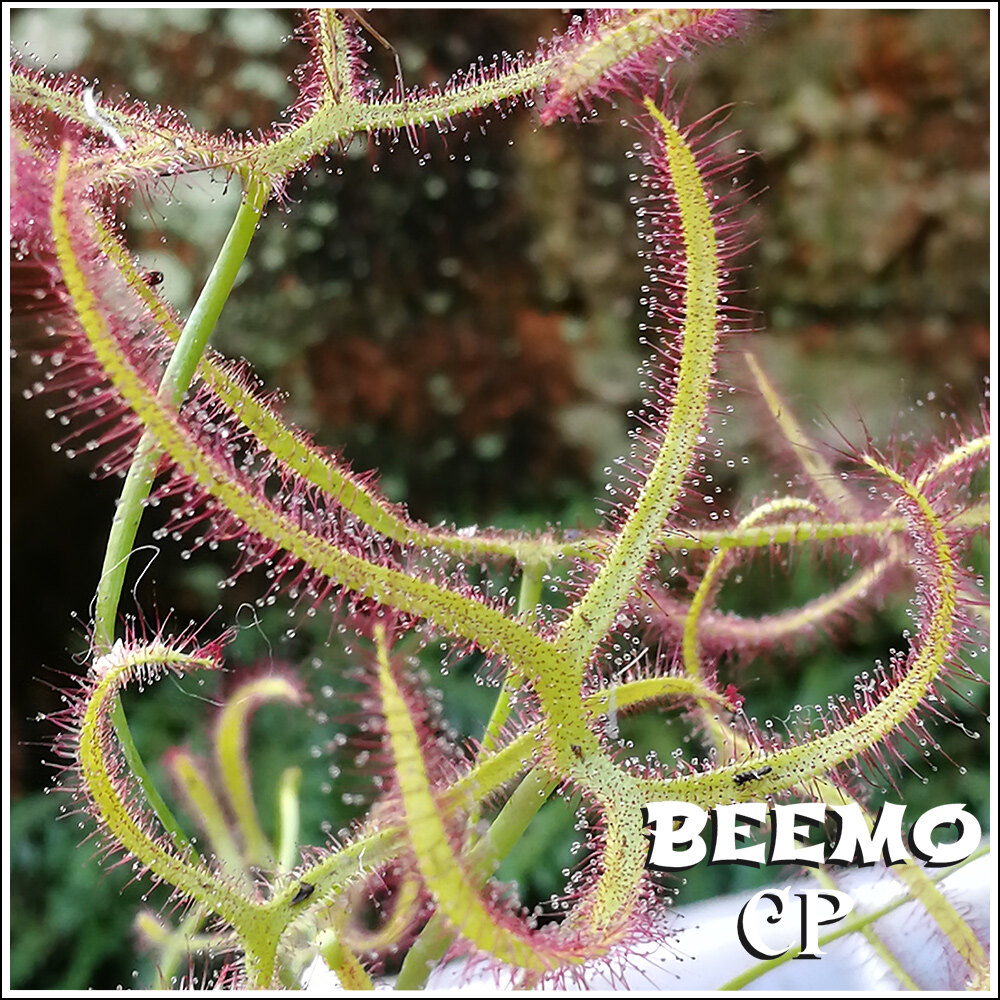 Drosera Binata var. Multifida Extrema - Carnivorous Plant / 毛毡苔 | Lazada