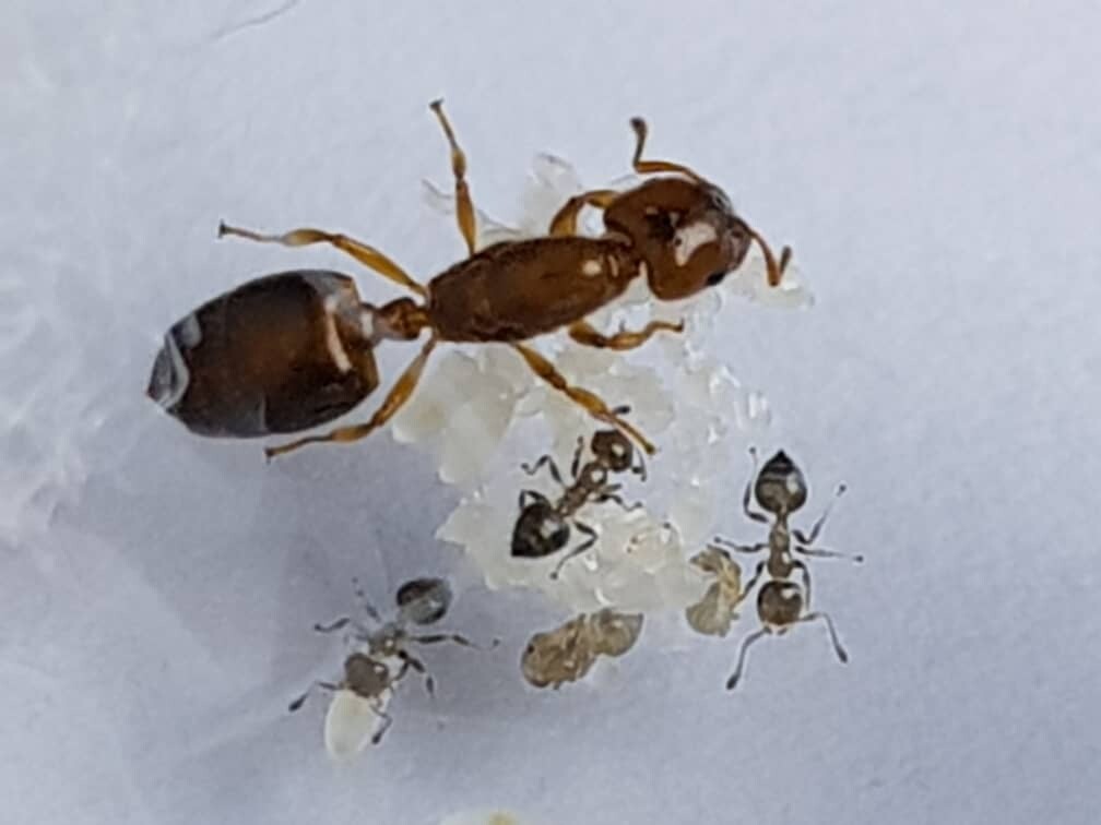 Crematogaster SP01 Queen Ant Pet Test Tube Hobby | Lazada