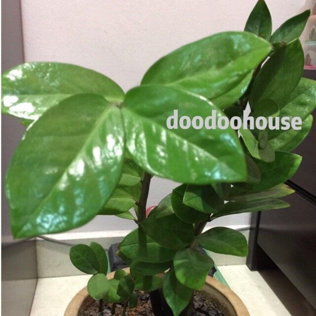 READY STOCKZamioculcas Zamiifolia Zanzibar Duit pokok/ Money Plant ...
