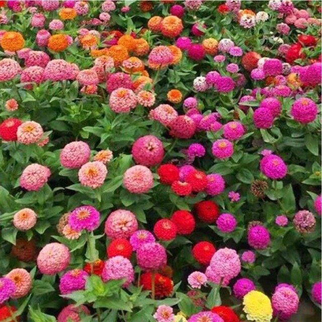 Mini Zinnia 5 Seeds 迷你头百日草 5粒 | Lazada