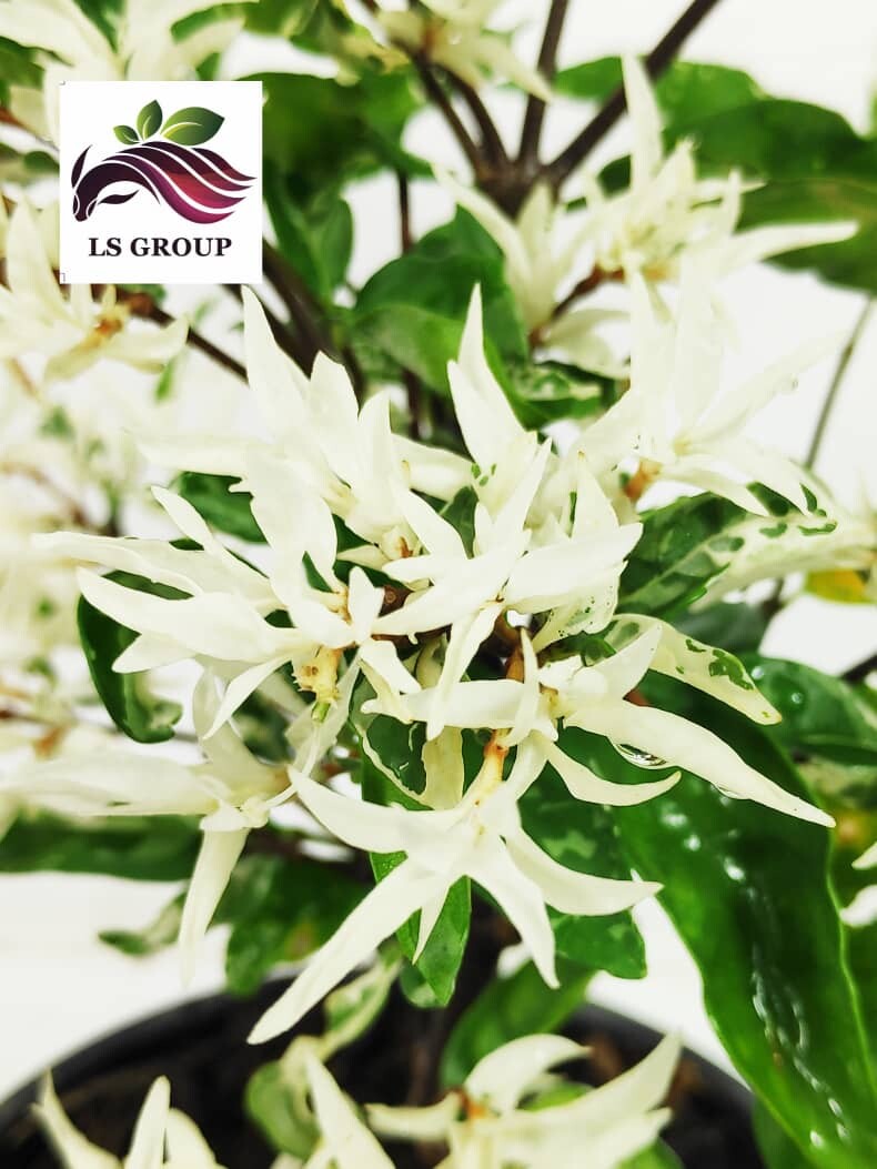 [Landscape] Jeliti Batik, Wrightia Religiosa Variegated by LS Group ...