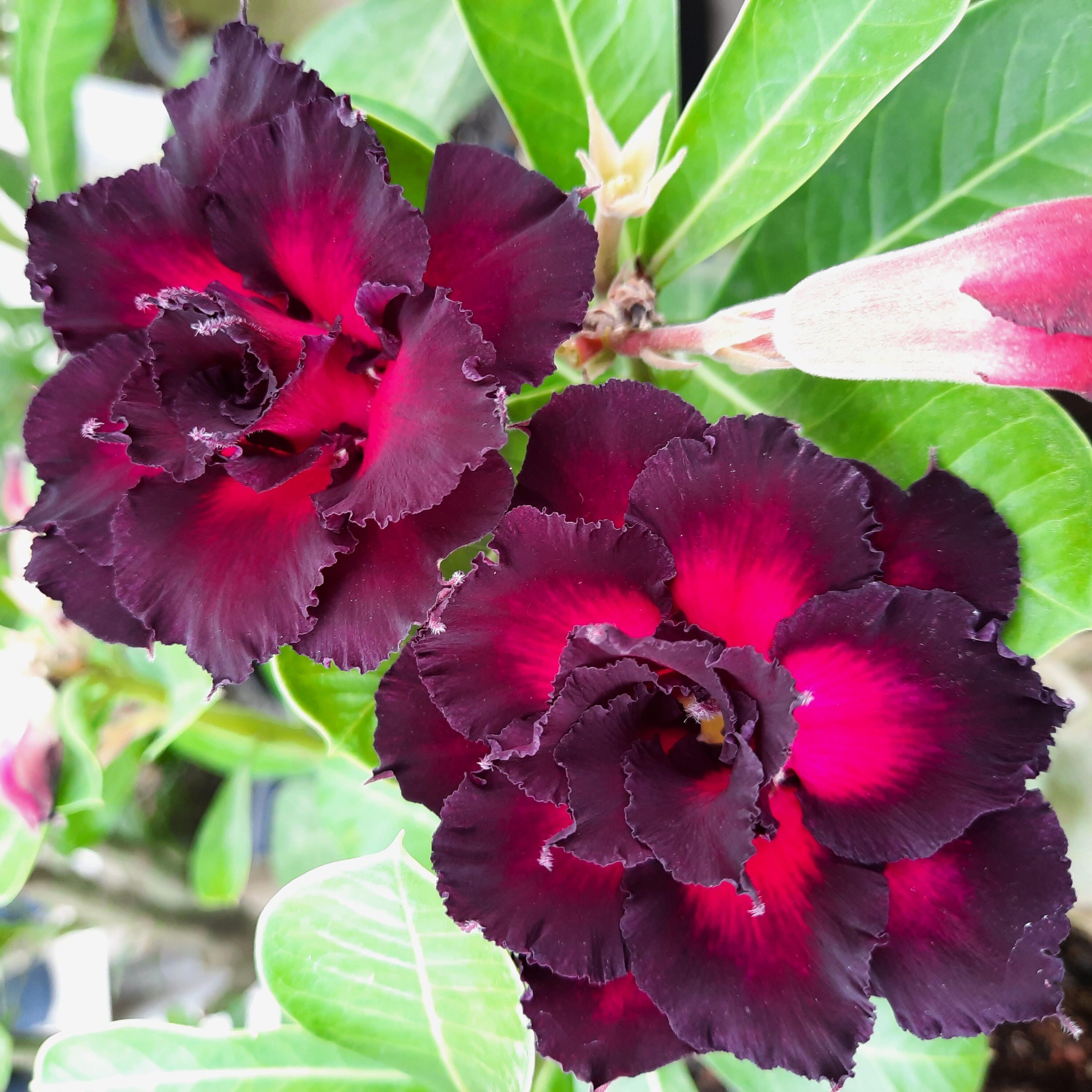 Adenium Love Official Store in Malaysia, Online Shop 04 2025