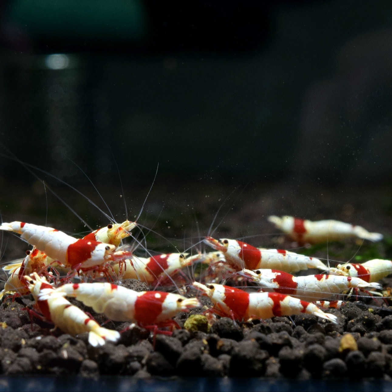 Hwas Shrimp Malaysia Malaysia Official Online Store | Shop Now on Lazada