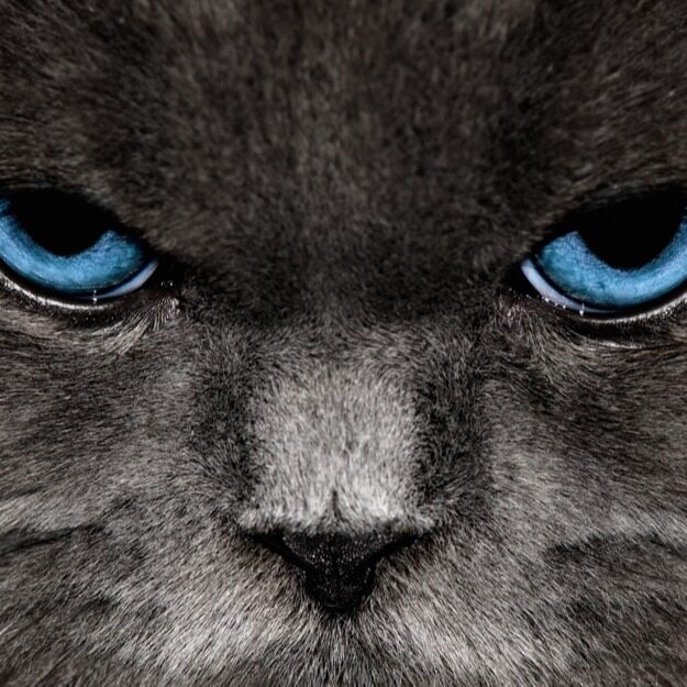 PAW WALKER Official Store in Malaysia, Online Shop 05 2025