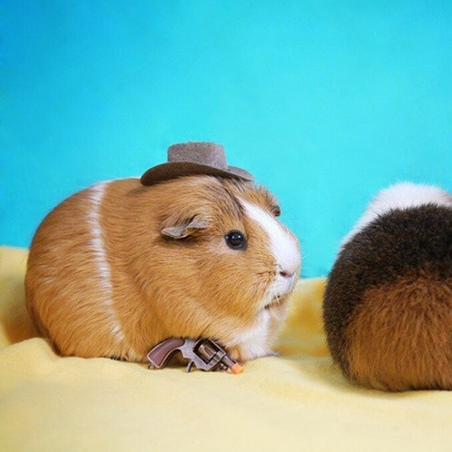 Perry Pet Shop Official Store in Malaysia, Online Shop 09 2024